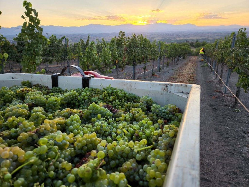 Vineyards - stars & dust wines